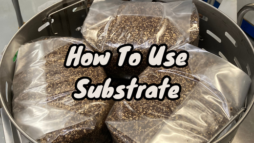 How To Use Mushroom Substrate | Grain To Sub Transfer – Spore Supplies