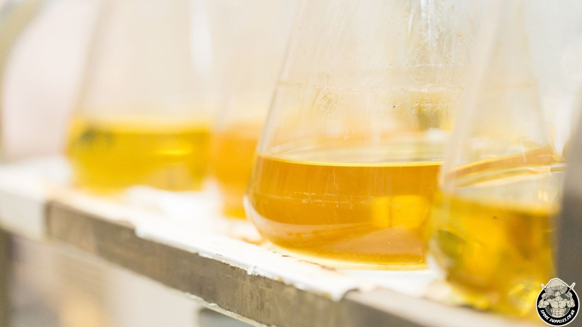 Liquid Cultures For Mushroom Cultivation | UK Next-Day Delivery – Spore ...