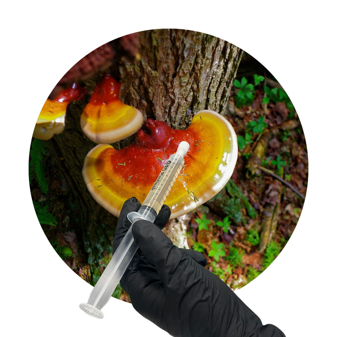 Reishi (Ganoderma lucidum) – 10ml UK Native Liquid Culture – Spore Supplies