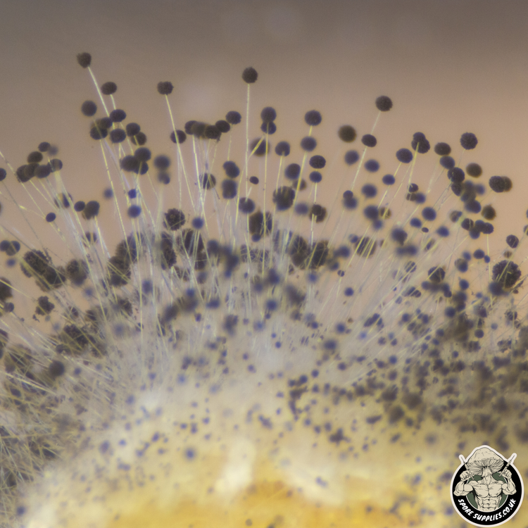 Mould Or Mycelium? A Mushroom Growers Guide To Contamination – Spore ...