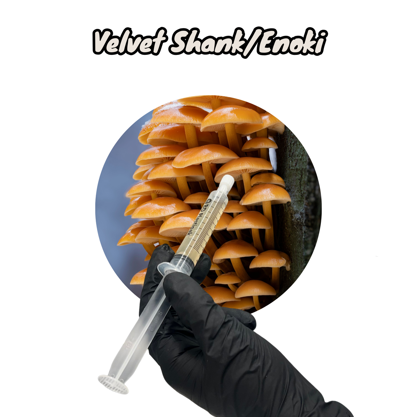 Enoki/Velvet Shank (Flammulina sp.) – 10ml UK Native Liquid Culture – Spore Supplies