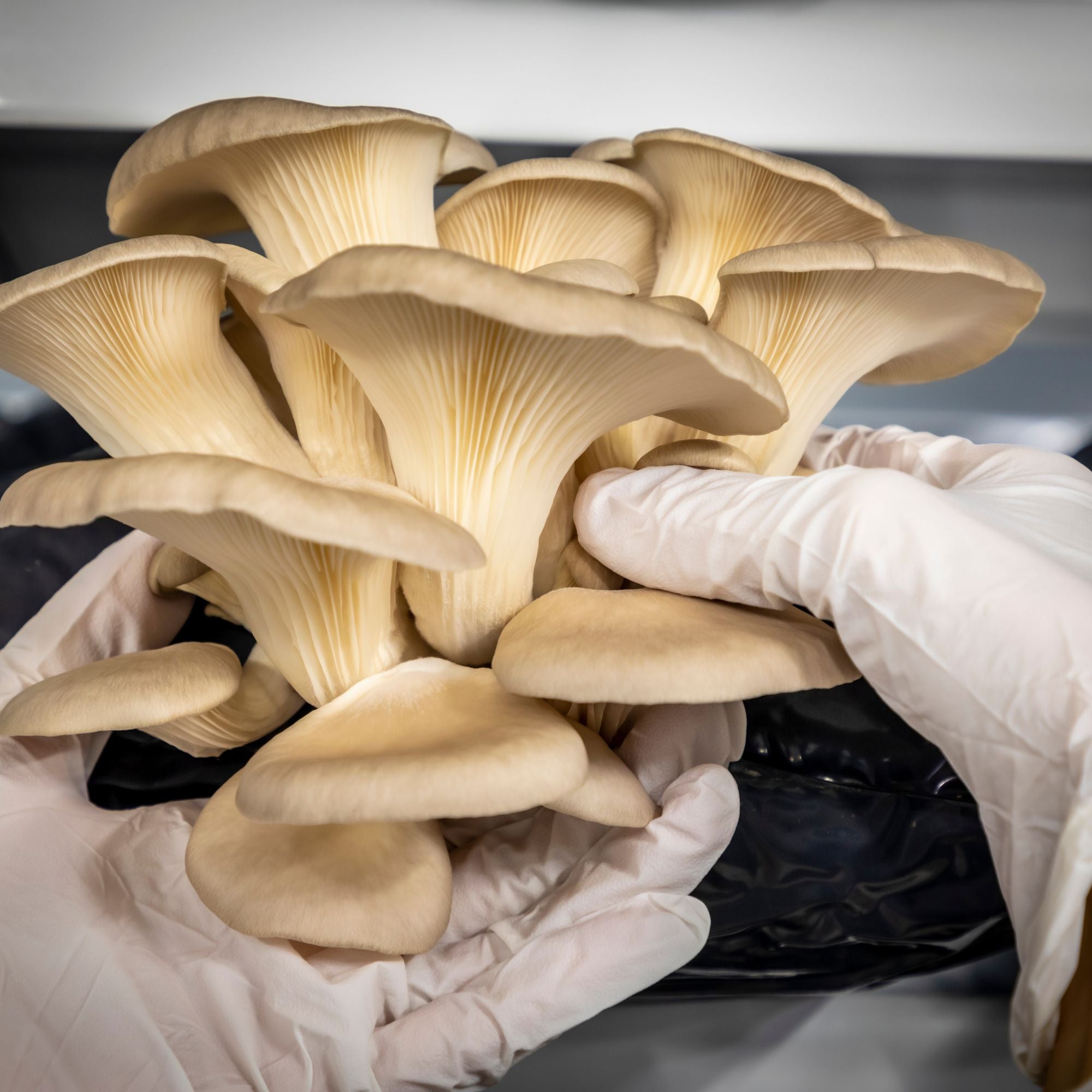 Spore Supplies UK | Grow Kits For Mushroom Cultivation