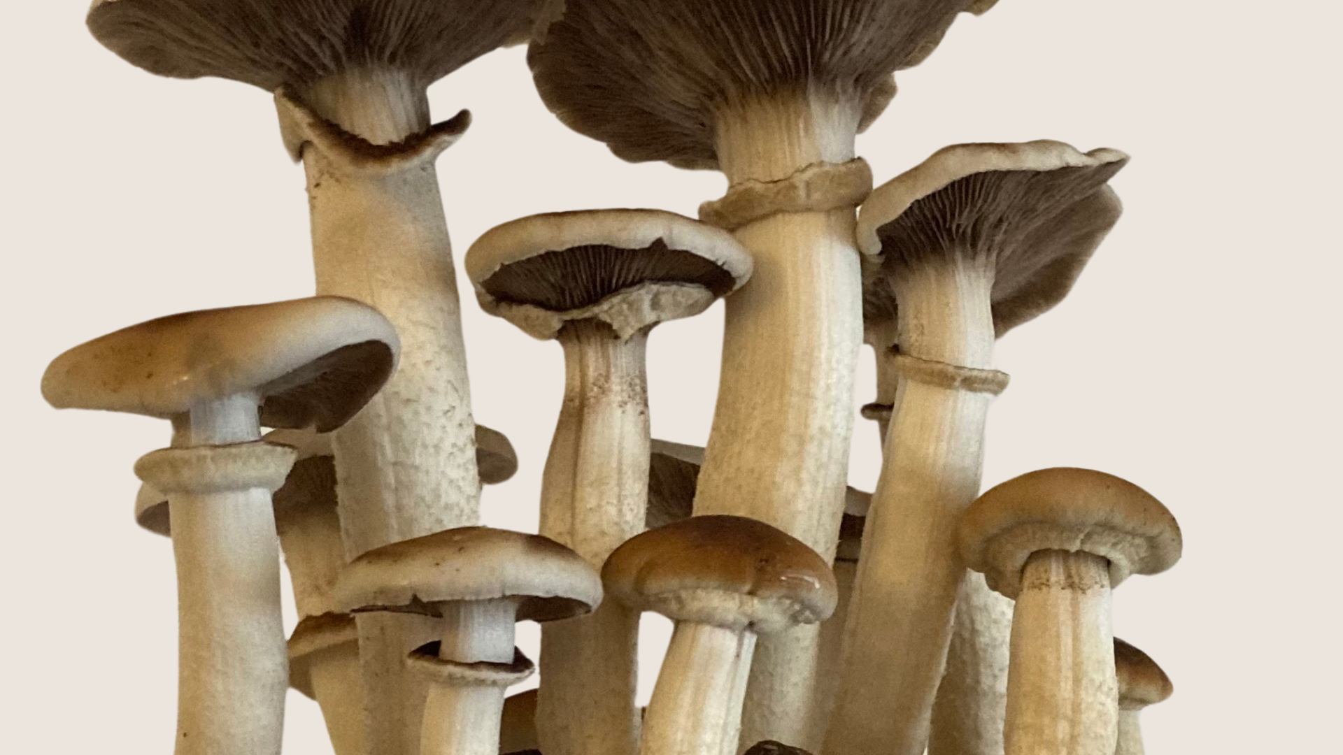 Spore Supplies UK – Simple Mycology Supplies For Mushroom Cultivation