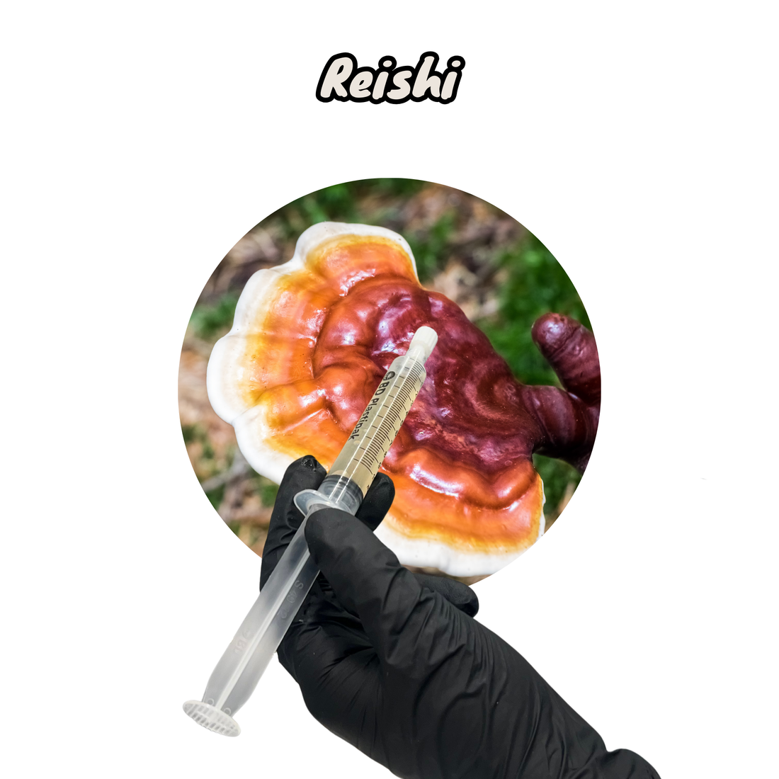 Reishi (Ganoderma lucidum) – 10ml UK Native Liquid Culture – Spore Supplies